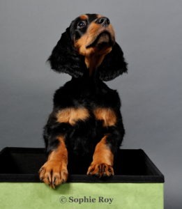 Gordon Setter dogs in Canada - CanaDogs