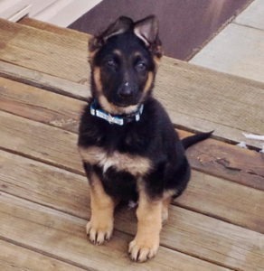 German Shepherd Dogs in Canada - CanaDogs